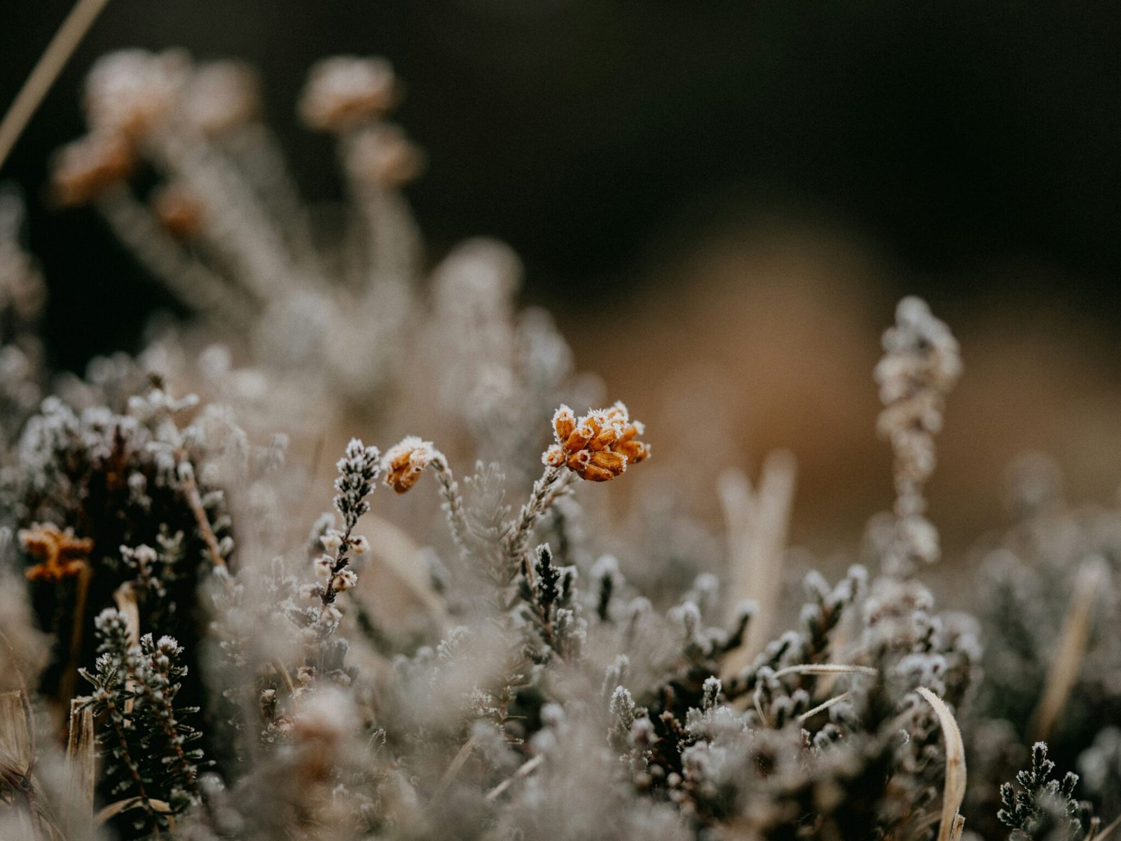 Finding Emotional Grounding Through Cold Water
